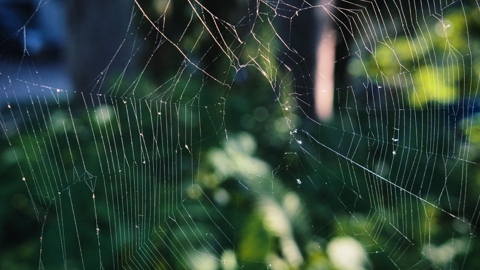 The Spider is an Insect of Good Luck in Japan | The Japan Media