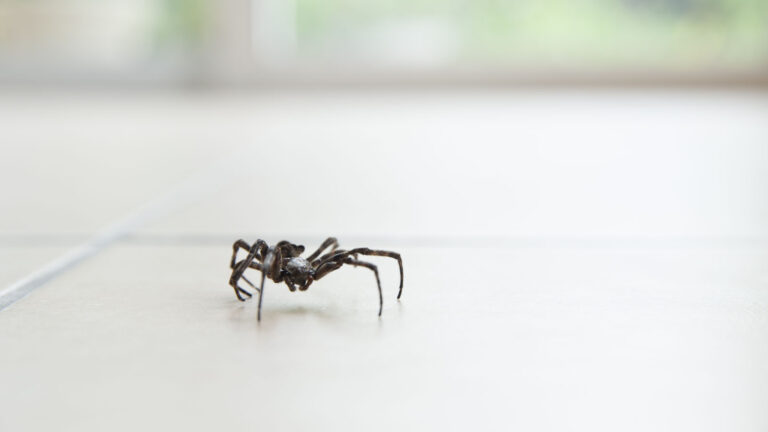 The Spider is an Insect of Good Luck in Japan | The Japan Media