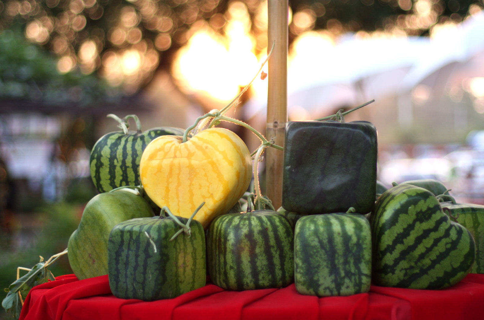 Ornamental Square Watermelons are in Japan. | The Japan Media