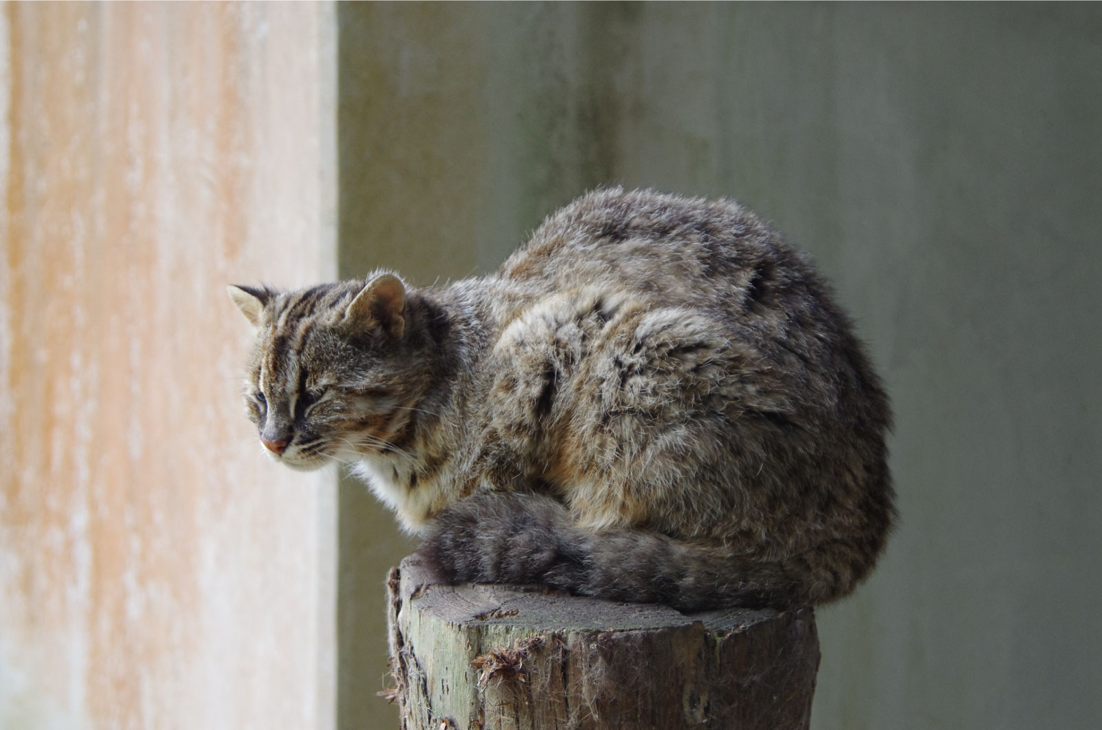 Japanese WildCats: the Tsushima Wildcat and the Iriomote Wildcat | The ...