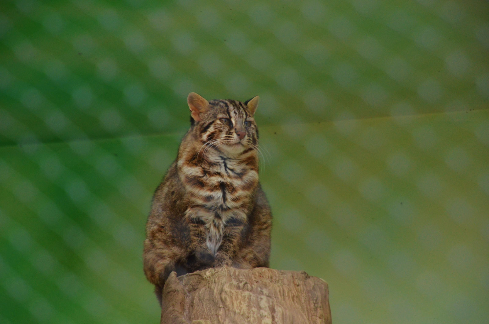 Japanese WildCats: the Tsushima Wildcat and the Iriomote Wildcat | The ...