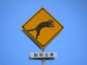 Japanese WildCats: the Tsushima Wildcat and the Iriomote Wildcat | The ...