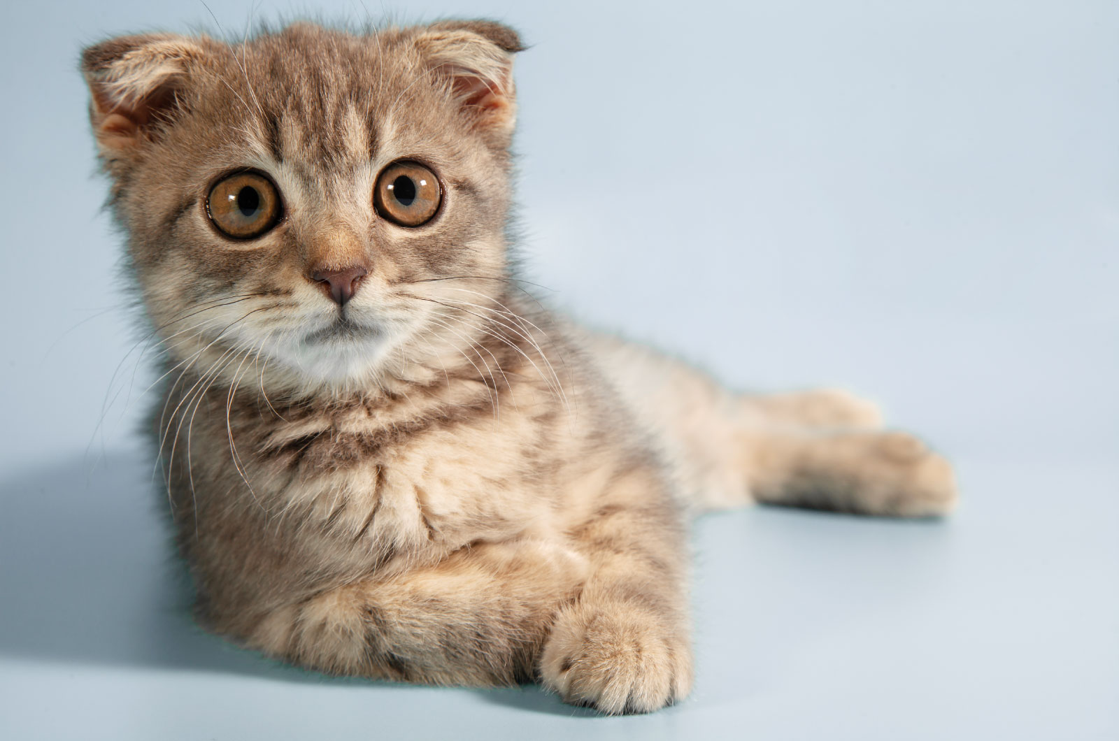 Japan Has More Pets Than Children | The Japan Media